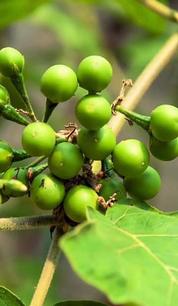 நோயெதிர்ப்பு சக்தி நிறைந்த சுண்டைக்காயின் ஆரோக்கிய நன்மைகள் சில ...