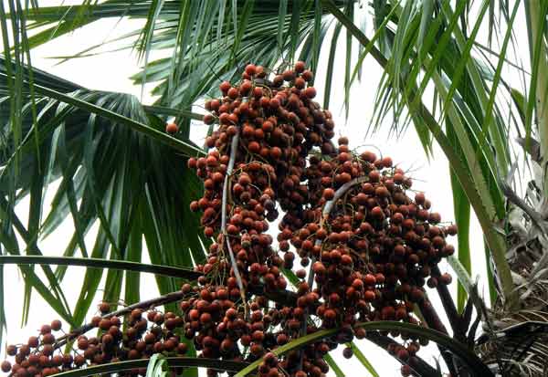 ஈச்சம் பழம் அமோக விளைச்சல்