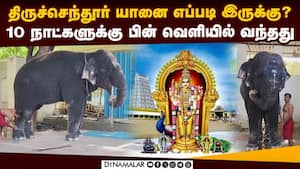 திருச்செந்தூர் யானை தெய்வானைக்கு என்ன ஆச்சு? | Thiruchendur ...