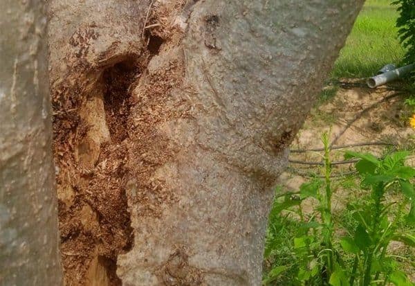 முருங்கை மரத்தில் கறையானை கட்டுப்படுத்த கரைசல் தெளிப்பு